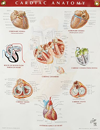 Cardiac Anatomy Chart, Frank H. Netter Md - les Prix d'Occasion ou Neuf